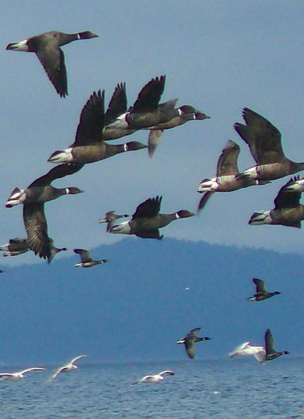Pacific Black Brant hunting guides | Alaska Duck Hunting King Eider Hunting