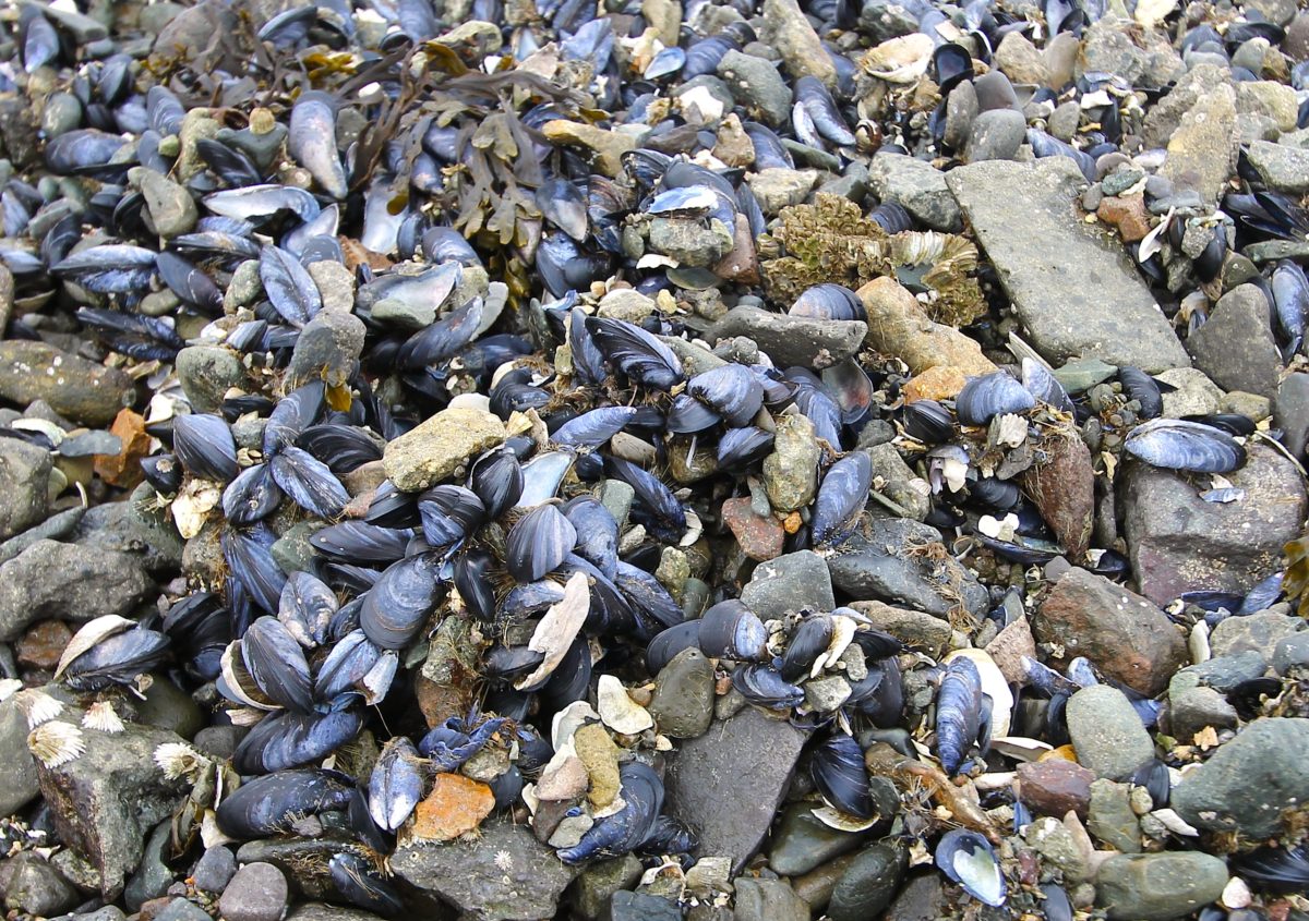 shells | Alaska Duck Hunting King Eider Hunting