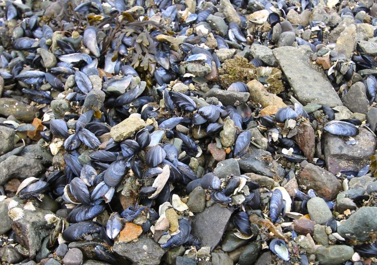 shells | Alaska Duck Hunting King Eider Hunting