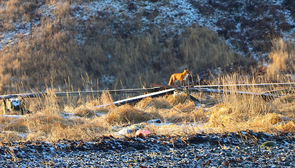 alaska fox pictures cold bay | Alaska Duck Hunting King Eider Hunting