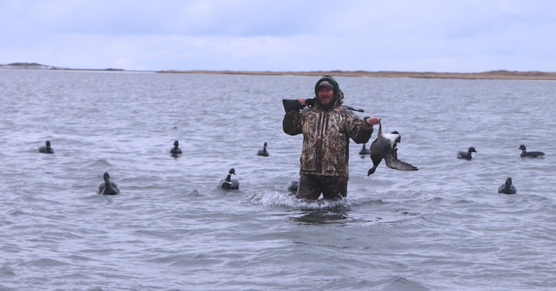 justinbrantweb | Alaska Duck Hunting King Eider Hunting