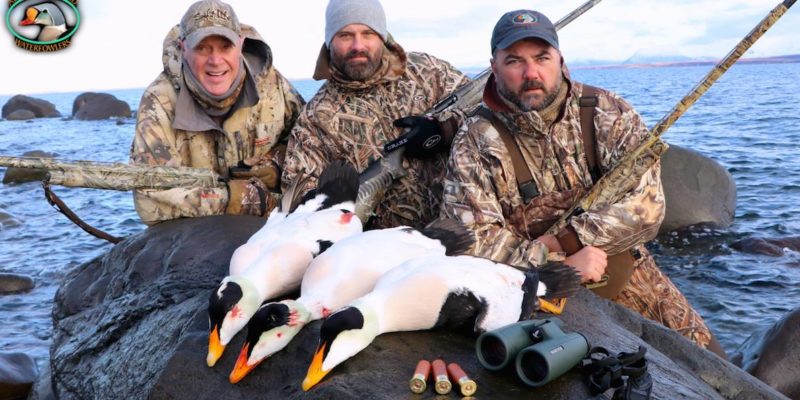 Pacific Eider Hunting in Alaska | Alaska Duck Hunting King Eider Hunting