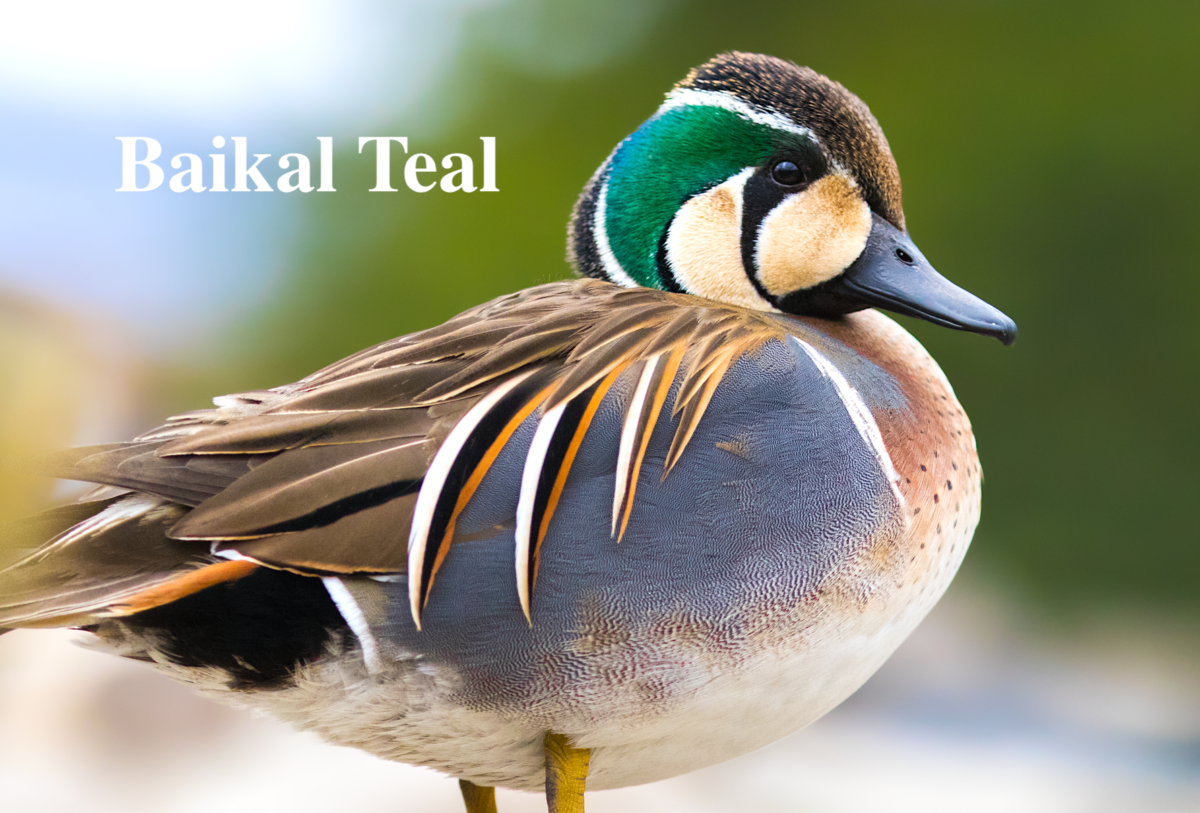 Russia duck hunting Kamchatka | Alaska Duck Hunting King Eider Hunting