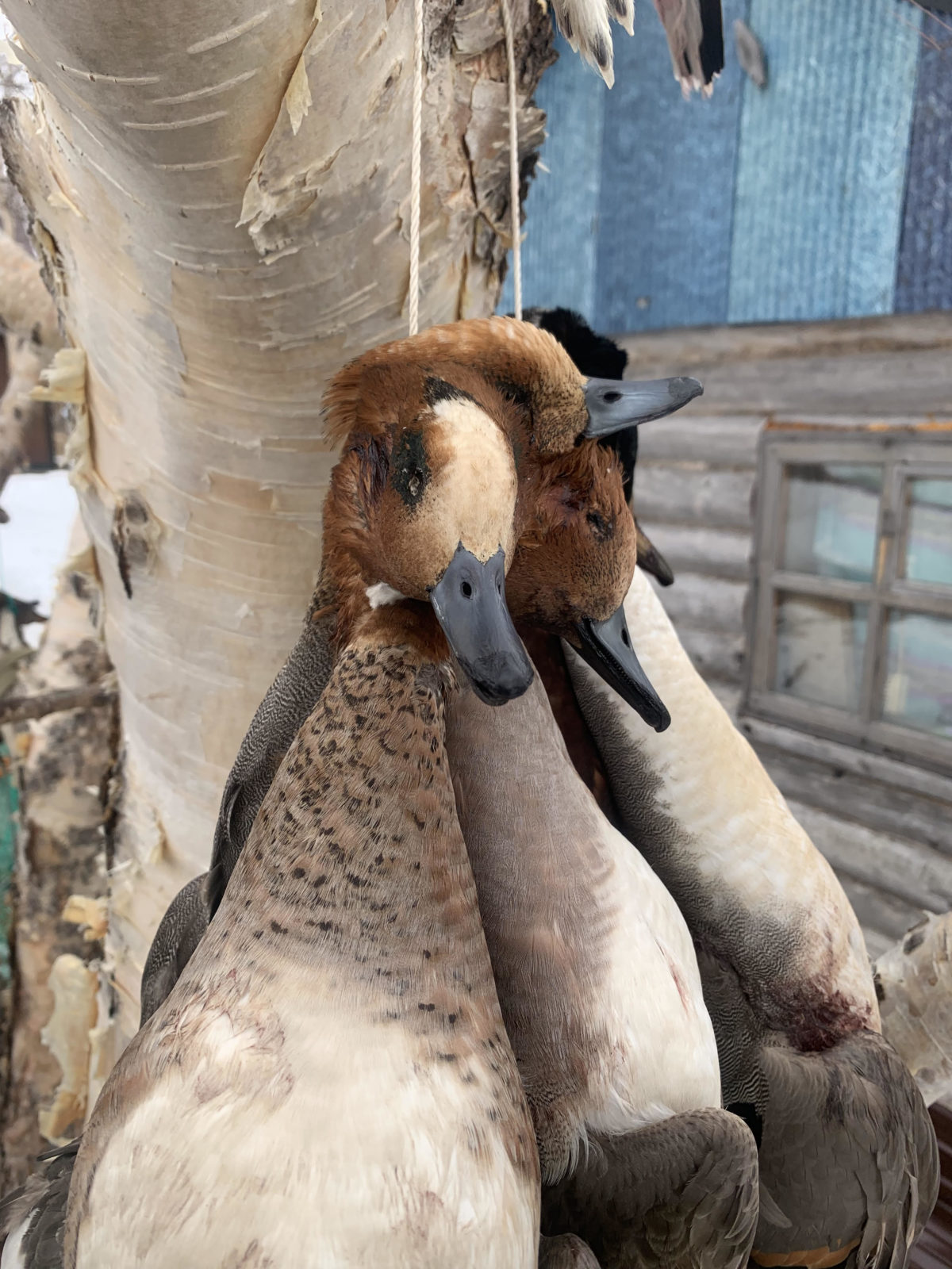 Russia duck hunting Kamchatka | Alaska Duck Hunting King Eider Hunting