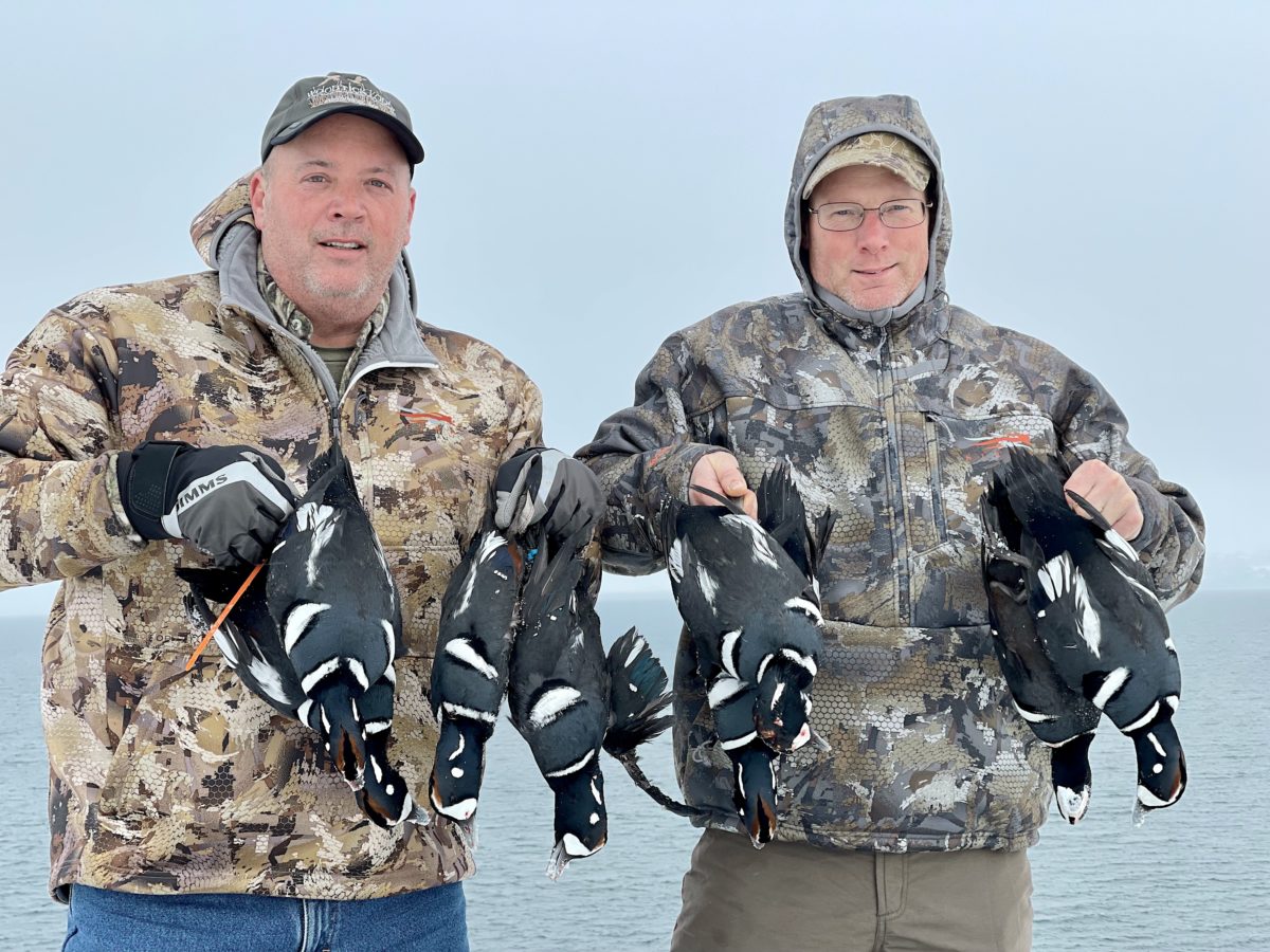 Harlequin duck hunting Alaska Harlequin Duck hunting